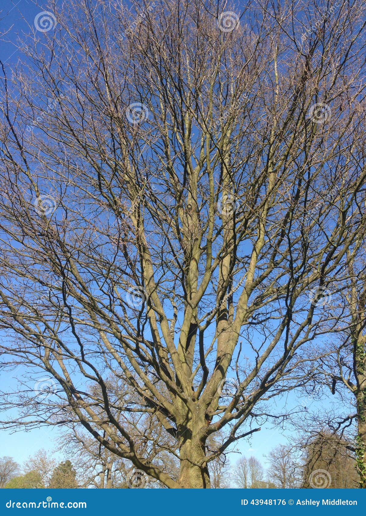 Lightning tree stock photo. Image of tree, dead, lightning - 43948176