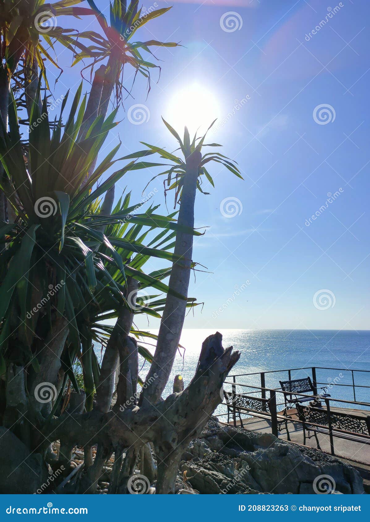 Lightning On The Tree Stock Image | CartoonDealer.com #208823263