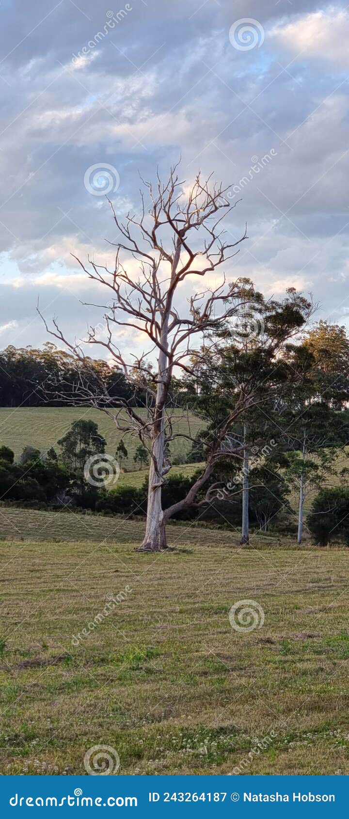 The Lightning Tree Royalty-Free Stock Image | CartoonDealer.com #271833520