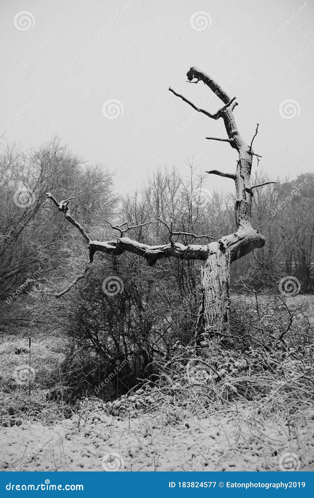 Lightning On The Tree Stock Image | CartoonDealer.com #208823263