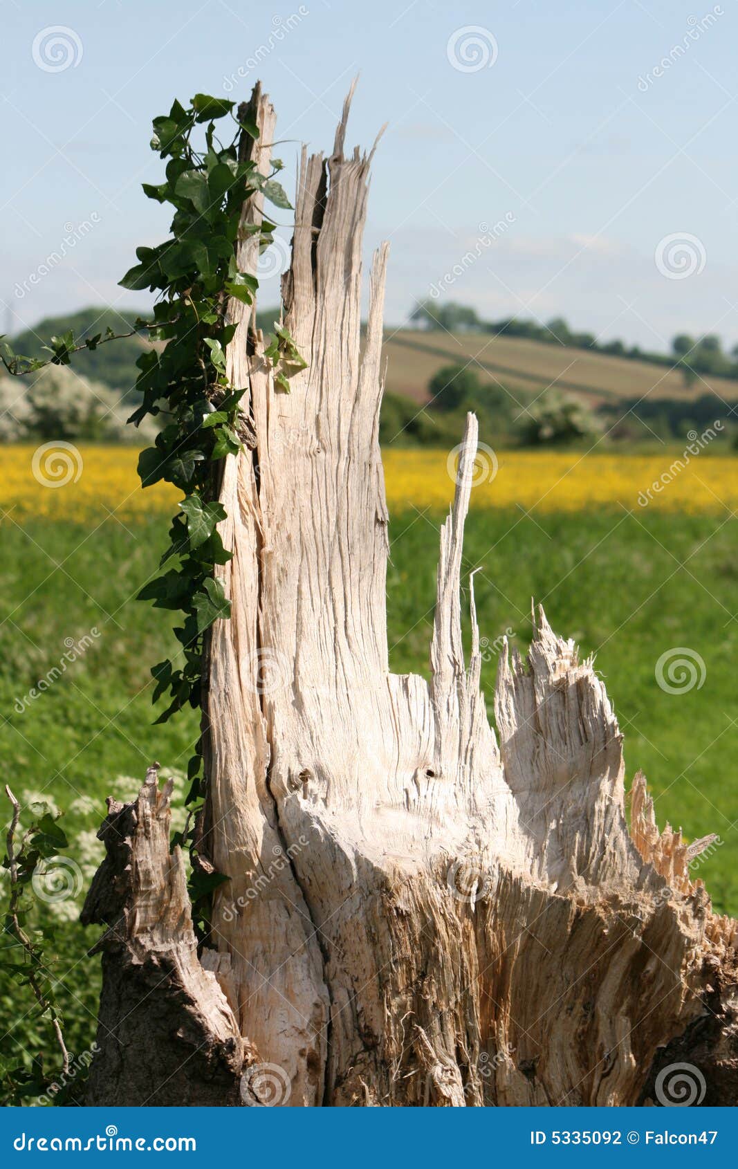 Lightning Tree Strike stock photo. Image of stump, nature - 5335092