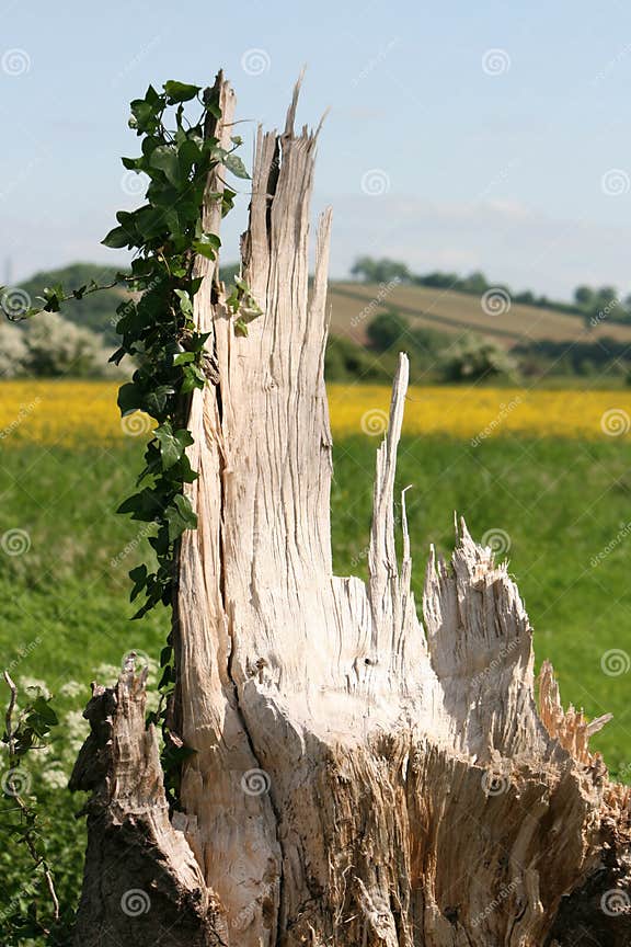 Lightning Tree Strike stock photo. Image of stump, nature - 5335092