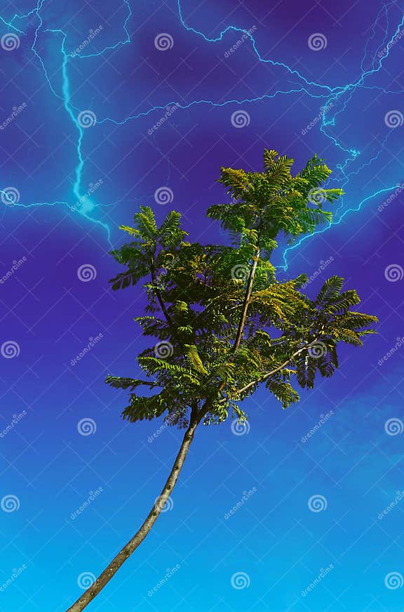Lightning Vine Trapping a Tree in Late Afternoon Stock Photo - Image of ...