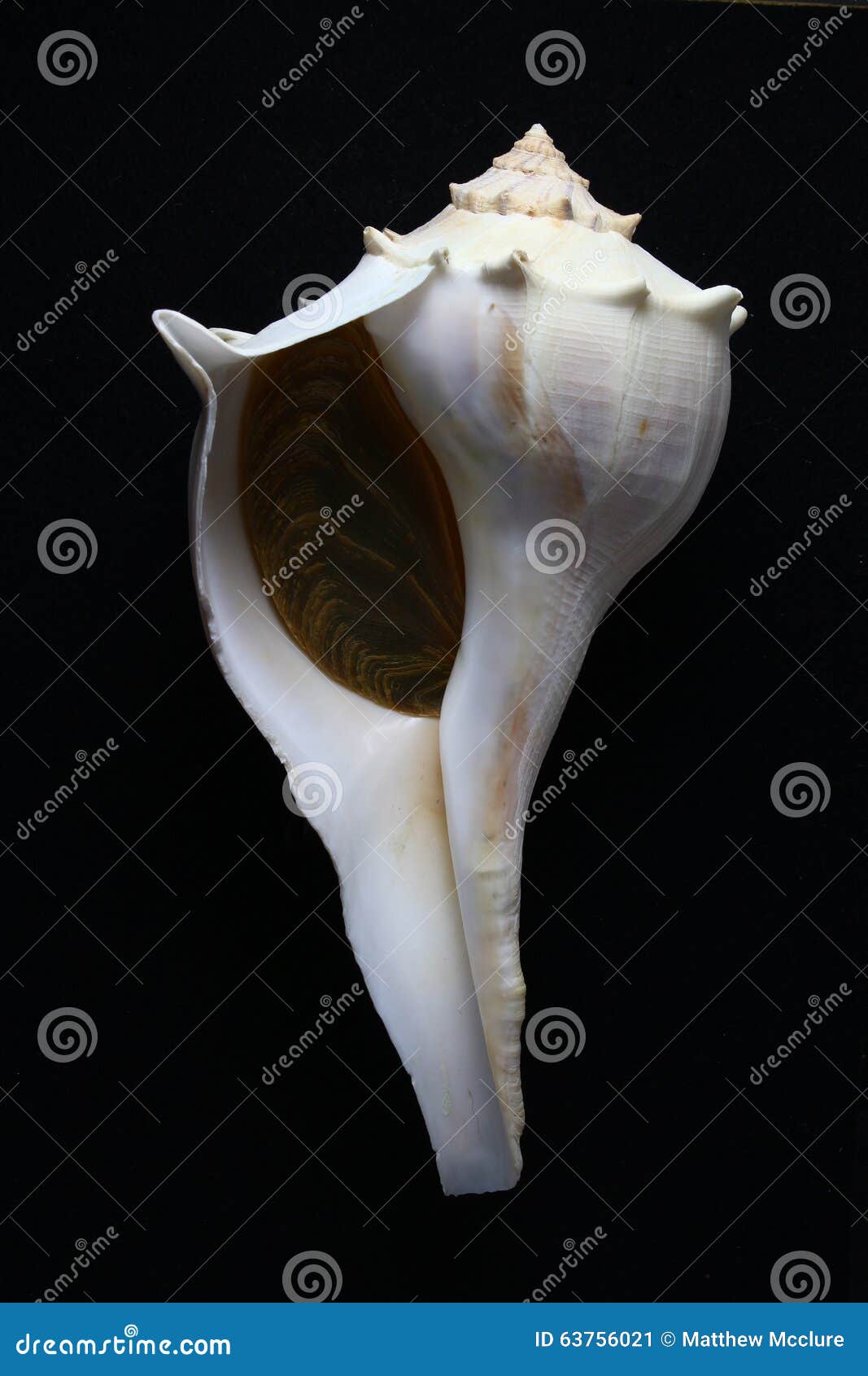 Lightning Whelk-Sinistrofulgur Perversum Royalty-Free Stock Image ...