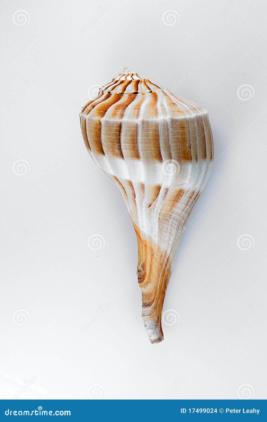Lightning Whelk Shell Photos - Free & Royalty-Free Stock Photos from ...