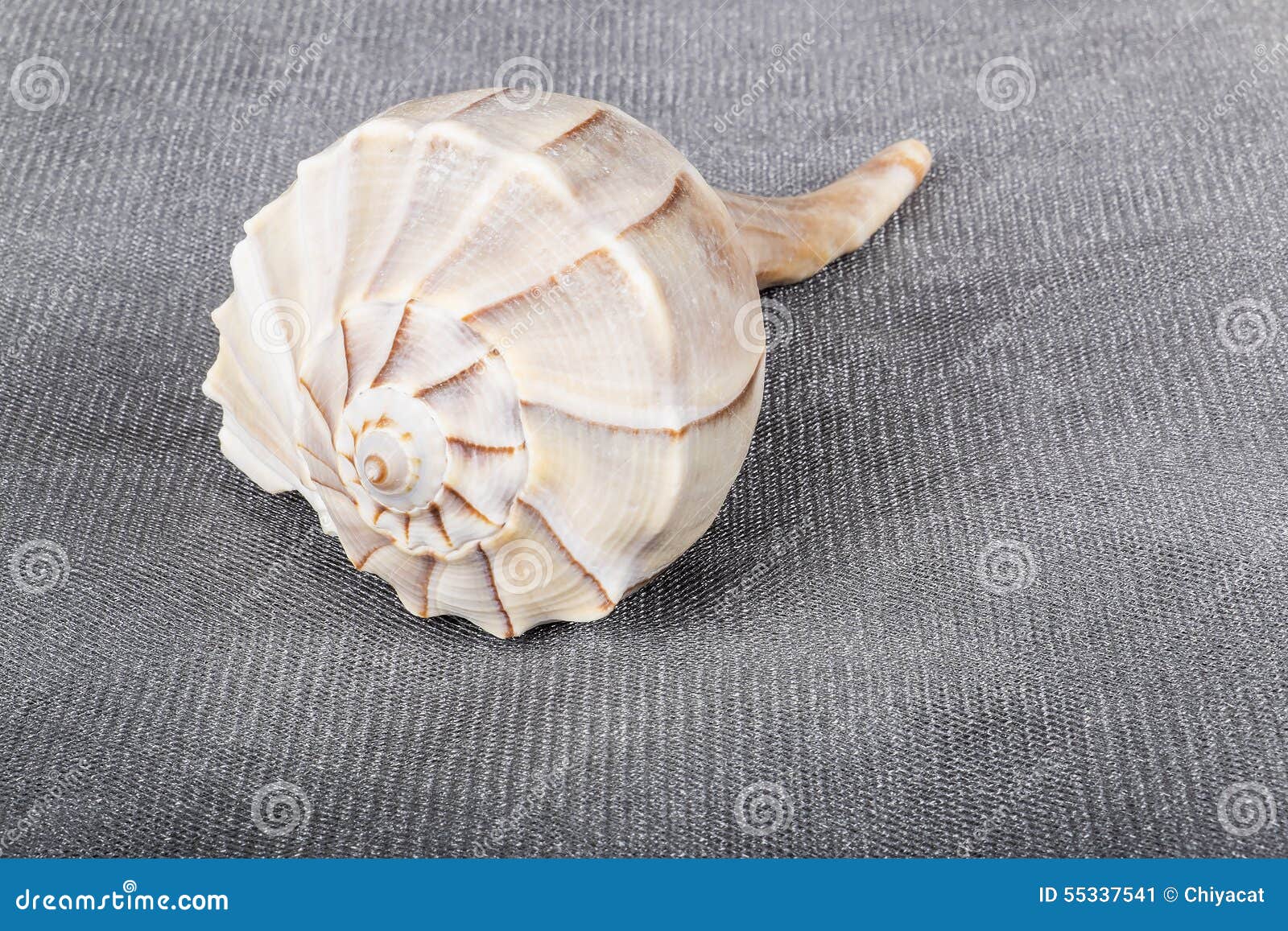 Lightning Whelk Shell Stock Photos - Free & Royalty-Free Stock Photos ...