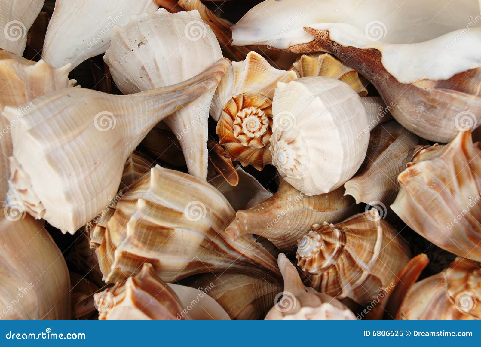 Lightning Whelk Shells (Busycon Perversum) Stock Image - Image of snail ...