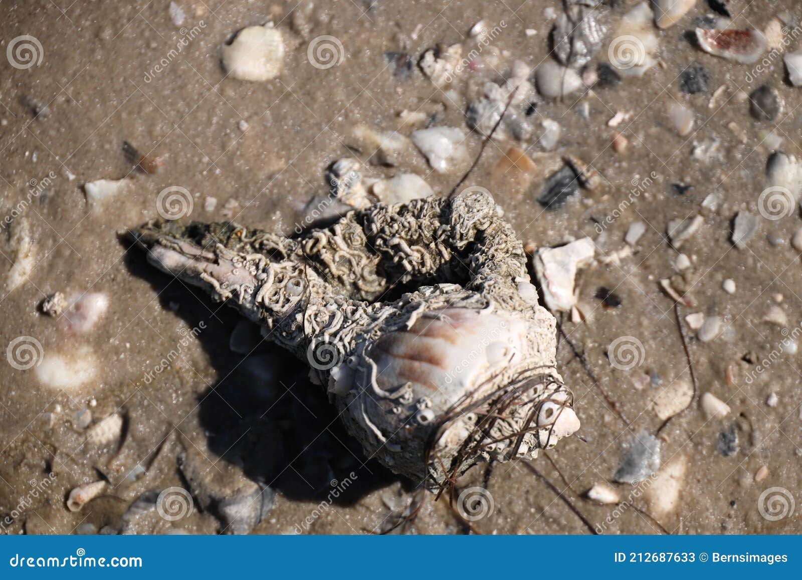 Lightnining Welk Shell Encrusted with Barnacles Stock Image - Image of ...