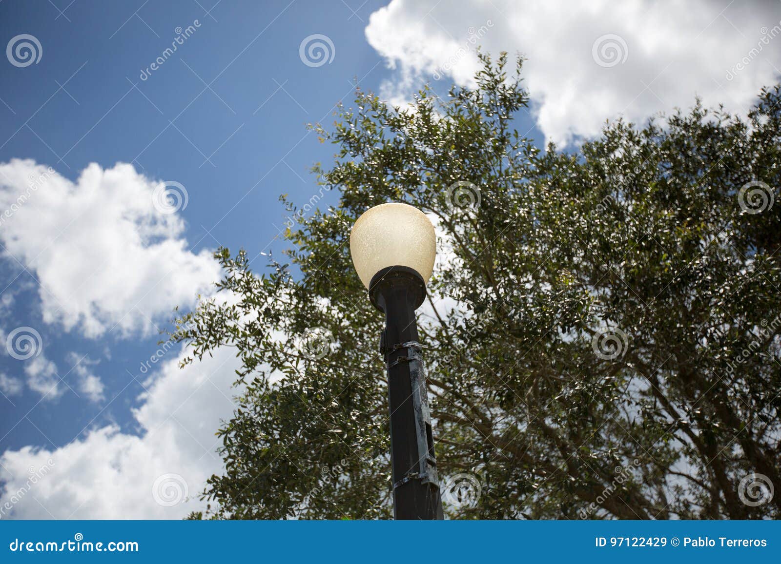 Looking From The Ground Up Through To Tree Top. Royalty-Free Stock ...
