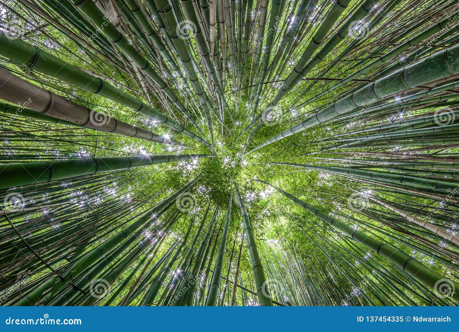 Lights from the Bamboo Trees Stock Image - Image of branch, nature ...