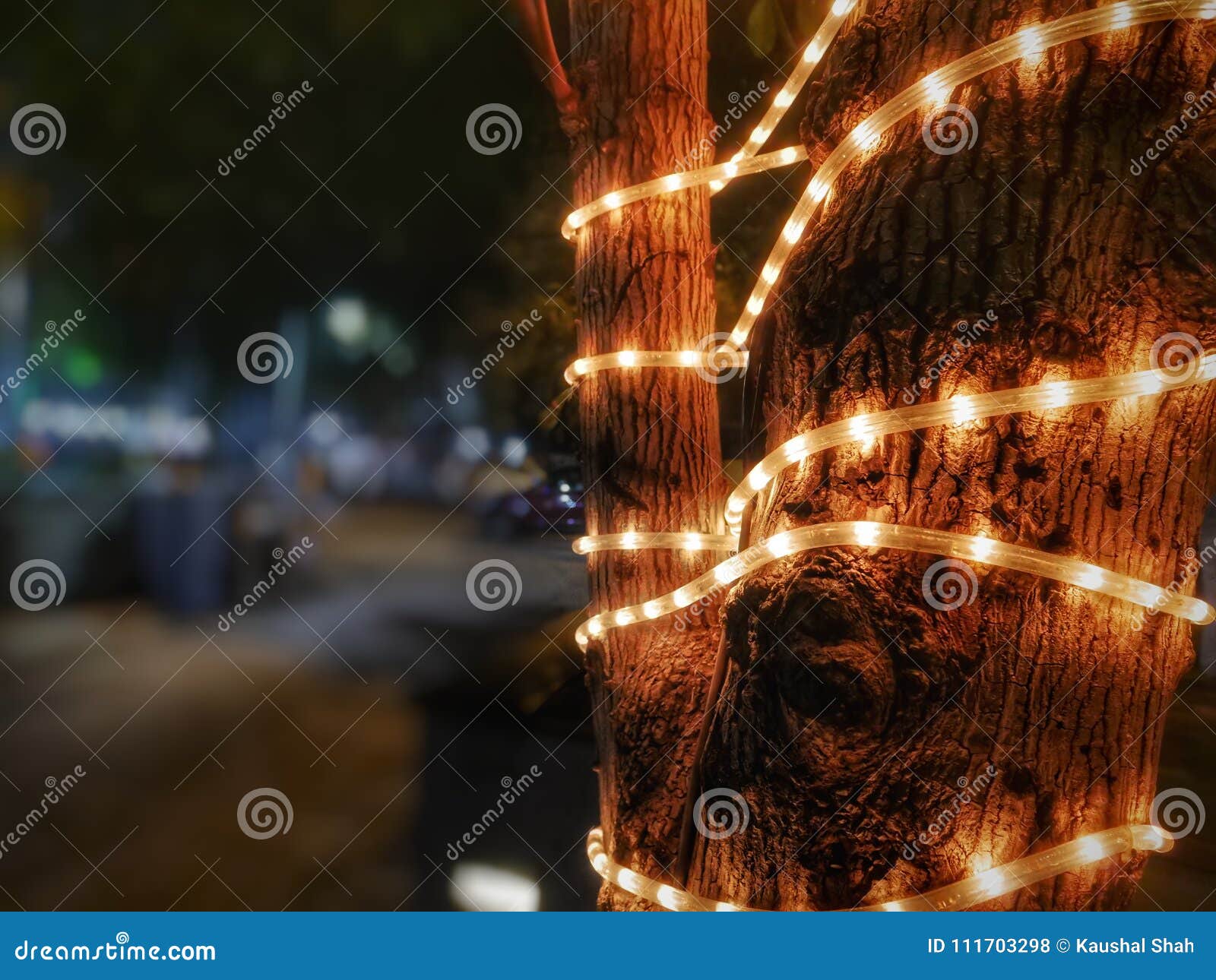 Lights hugging tree stock photo. Image of strangling - 111703298
