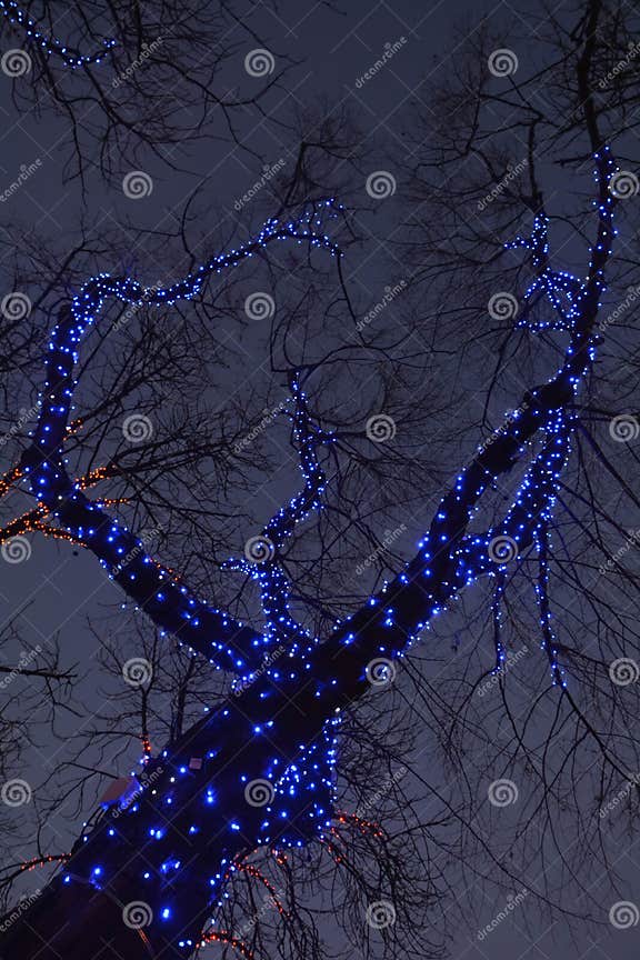 Lights on the Tree stock image. Image of beautiful, night - 69887973