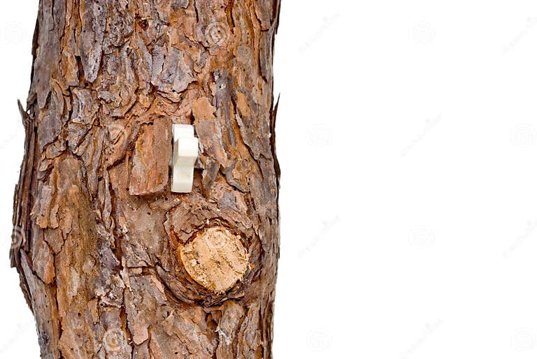 Lightswitch in a Tree Trunk Stock Image - Image of power, limb: 6805827