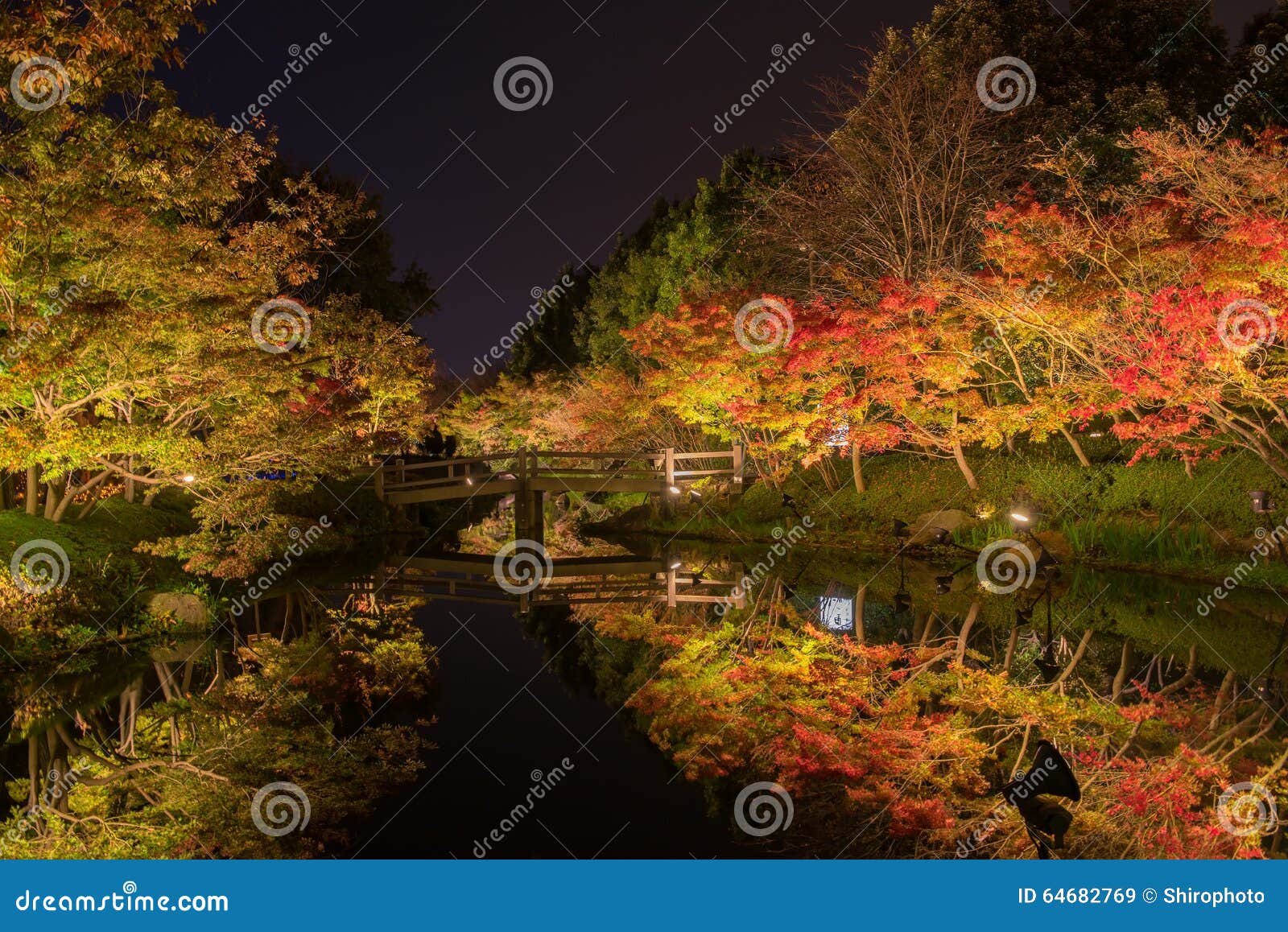 Lightup on maple tree, stock image. Image of garden, asia - 64682769