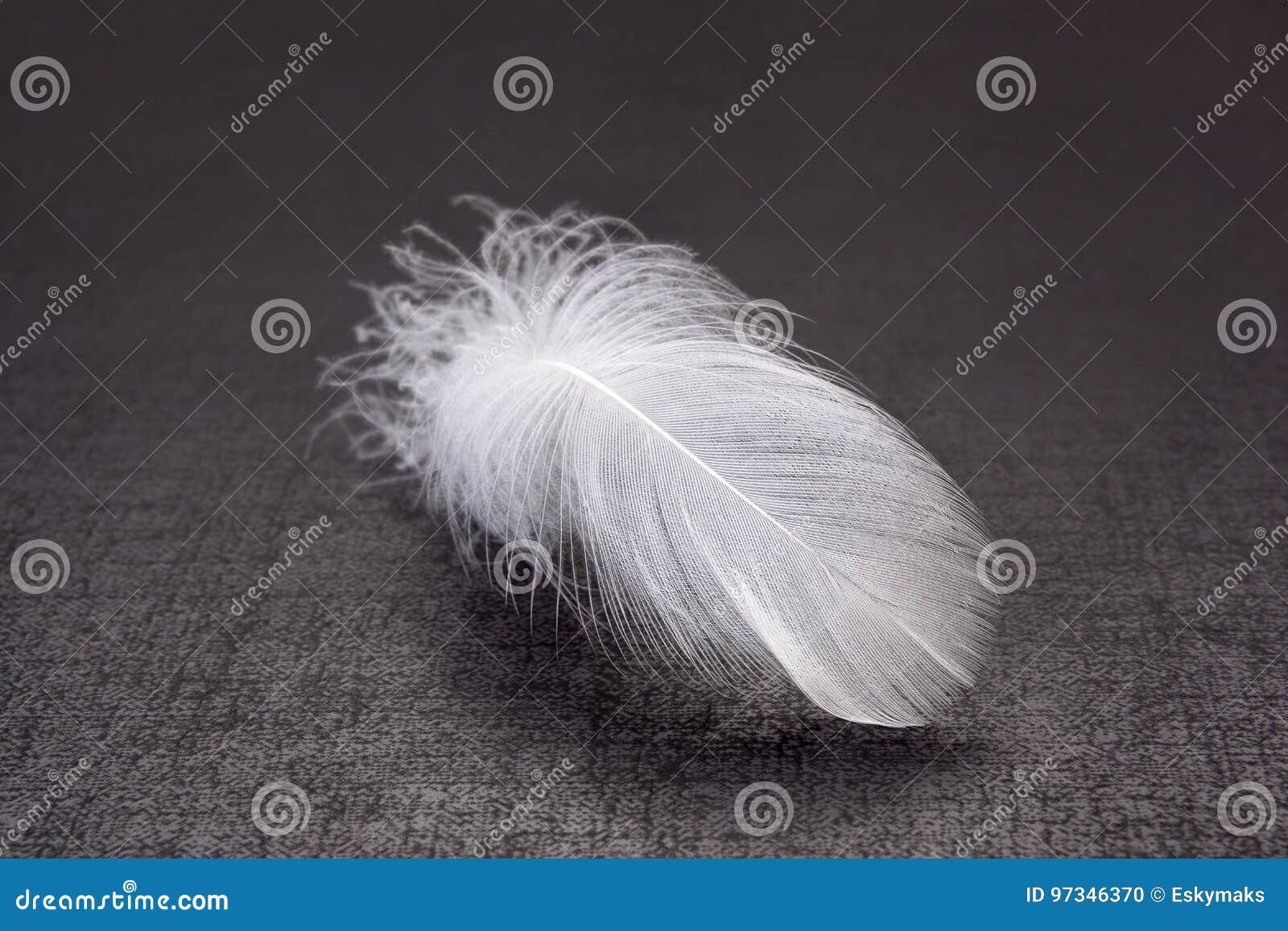 Lightweight Feather on Dark Background Stock Photo - Image of light ...