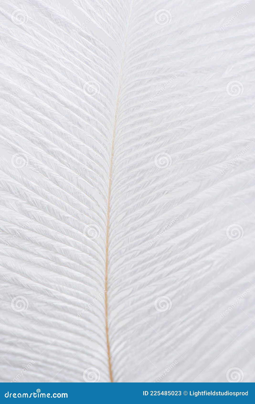 Lightweight and Soft Feather Isolated on Stock Image - Image of smooth ...