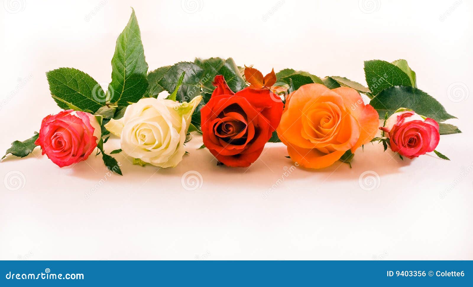 Ligne de cinq roses photo stock. Image du rouge, fleur - 9403356