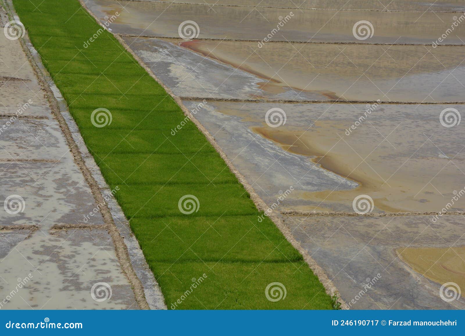 Ligne verte image stock. Image du cordon, agricole, vert - 246190717
