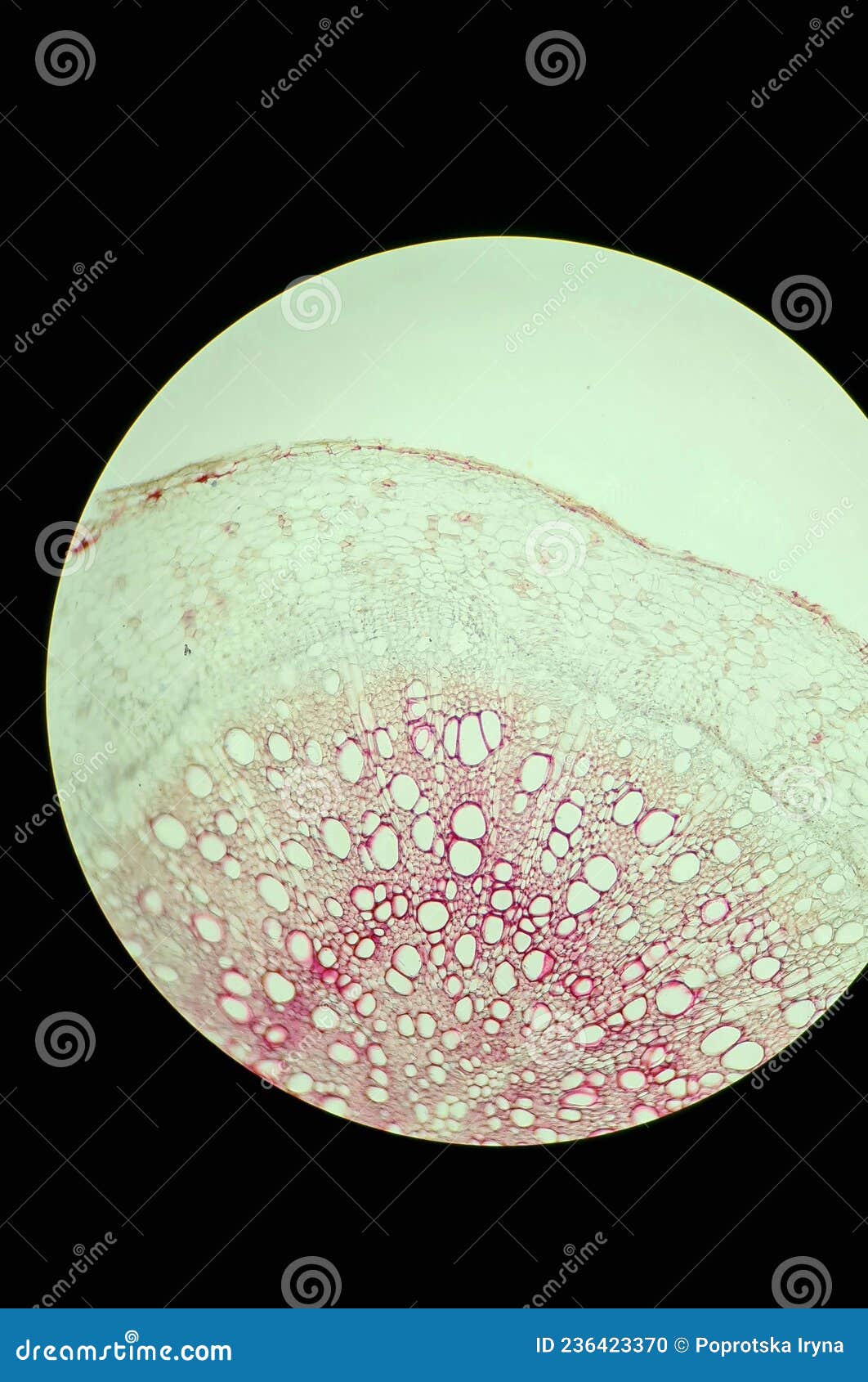 Lignified Root Cut with Secondary Structure Stock Photo - Image of ...