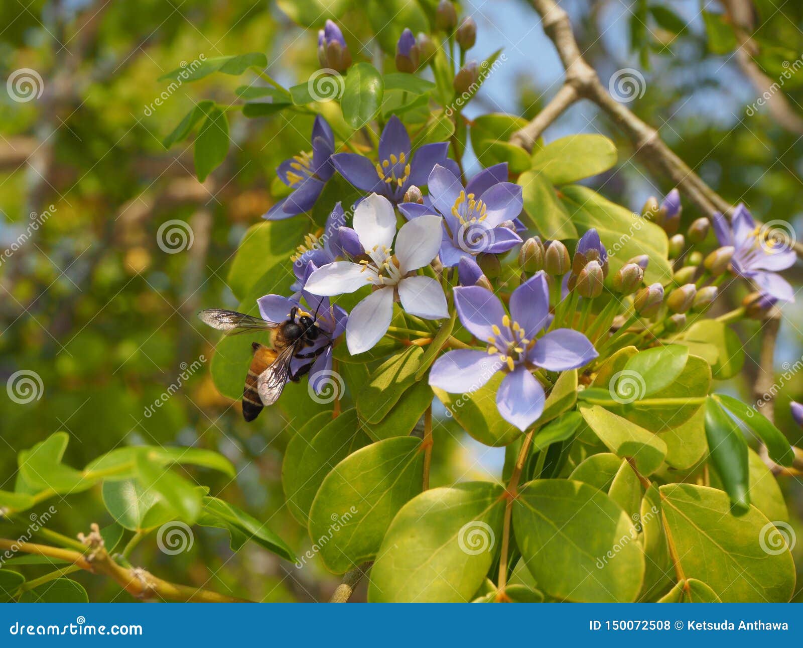 Lignum Vitae Or Guaiacum Officinale Flowers And Green Leaves On An Old ...