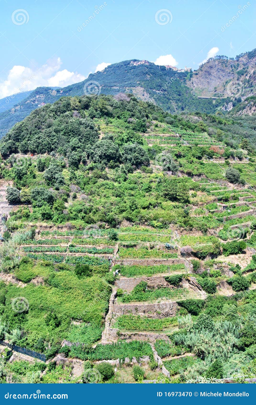Liguria Landscape - Italy stock photo. Image of woods - 16973470