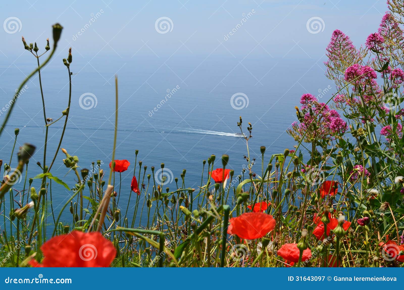 Ligurian Sea View stock image. Image of poppy, water - 31643097