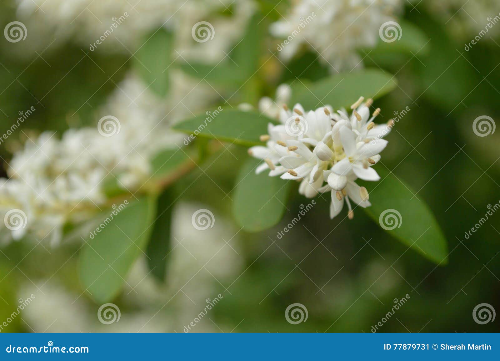 Liguster Extreme Close-up & X28; Ligustrum Vulgare& X29; Stock ...