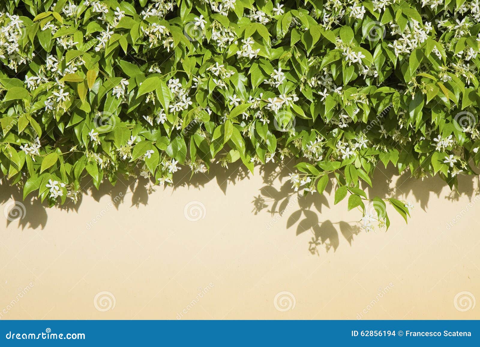 Ligusterhaag stock foto. Image of mensen, begrip, installatie - 62856194
