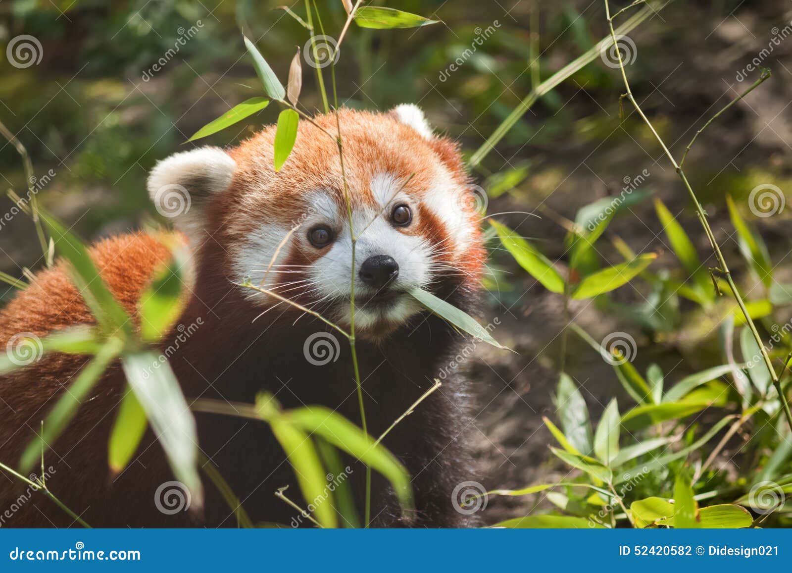 Liitle Small Cute Red Panda Eating Bamboo Stock Photo - Image of bamboo ...
