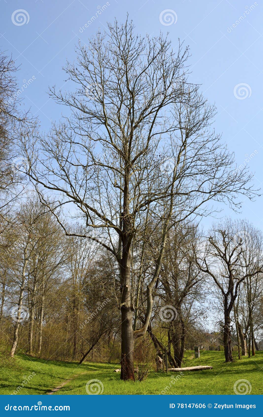 Lijn Van De Lente Bloeiende Bomen Stock Foto - Image of hemel, tuin ...