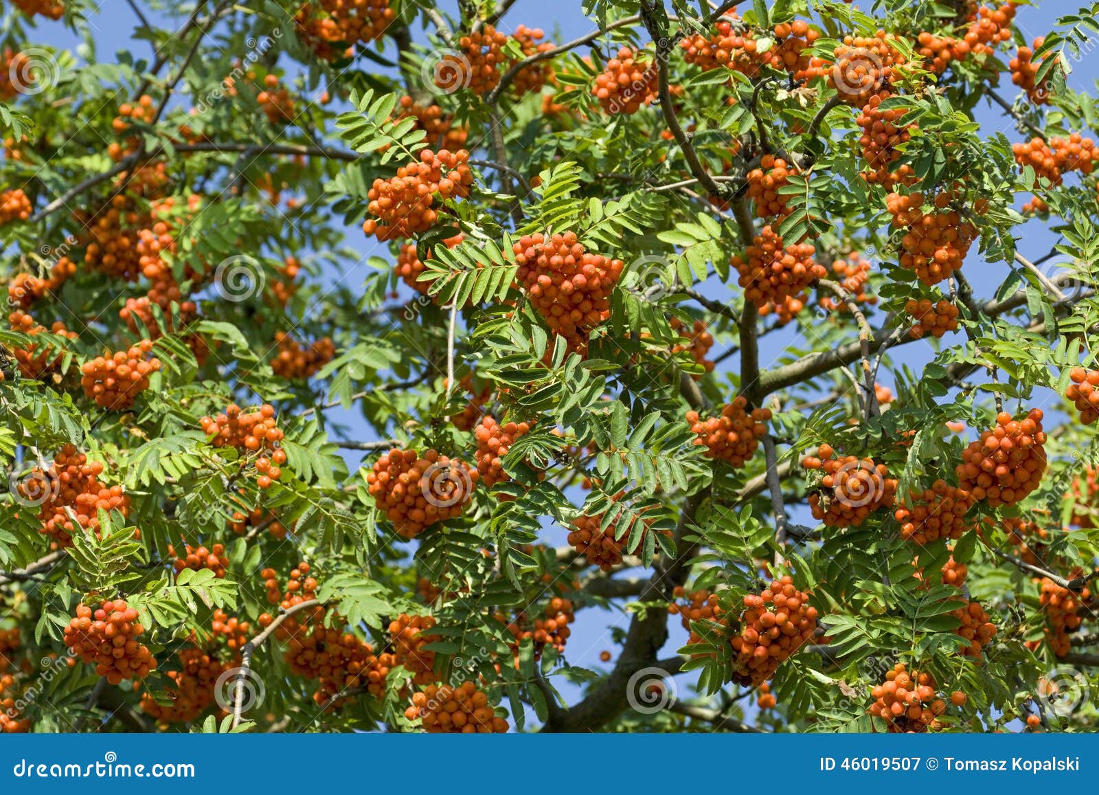 Lijsterbes stock afbeelding. Image of lijsterbes, bladeren - 46019507