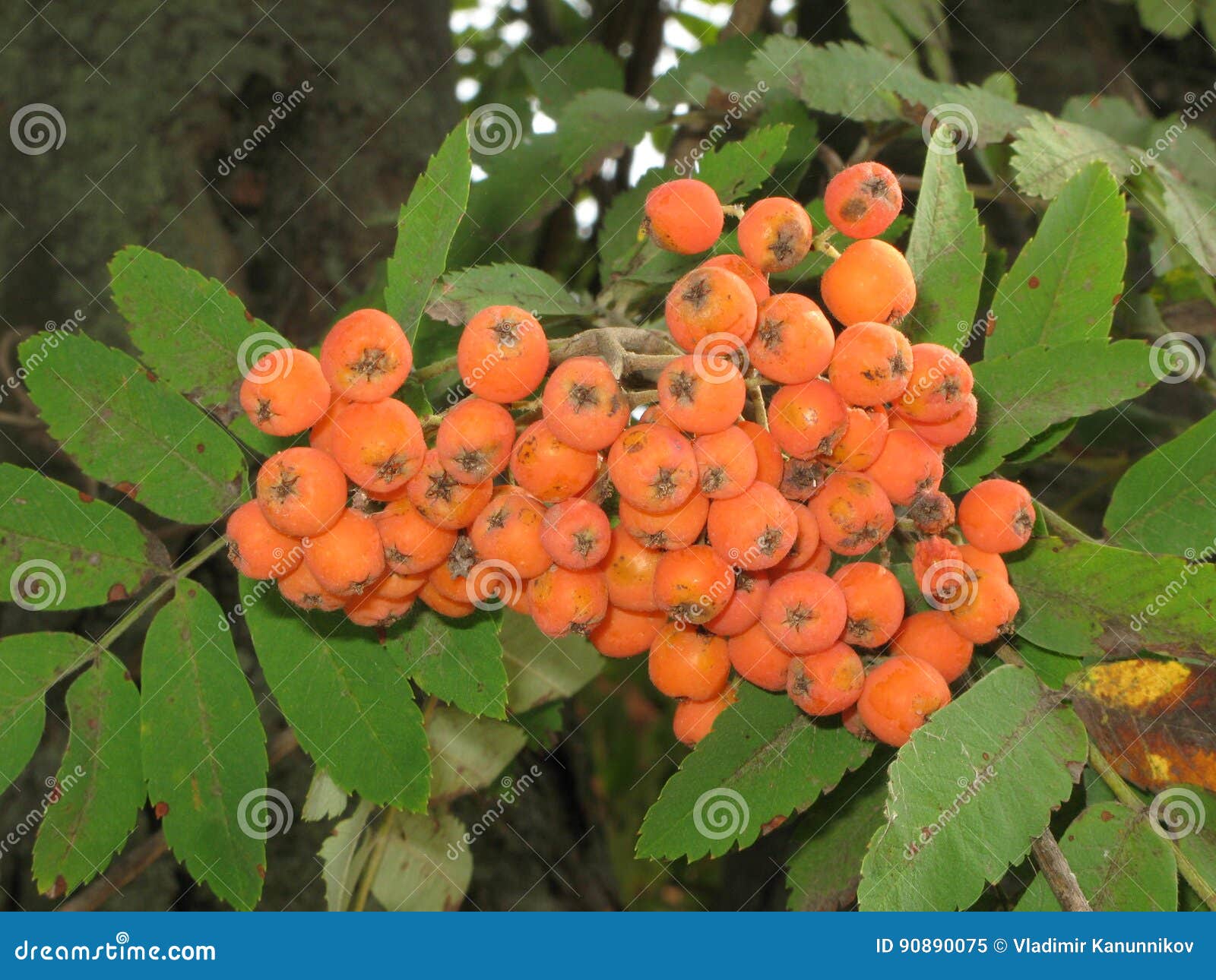 Lijsterbes op de boom stock afbeelding. Image of boom - 90890075