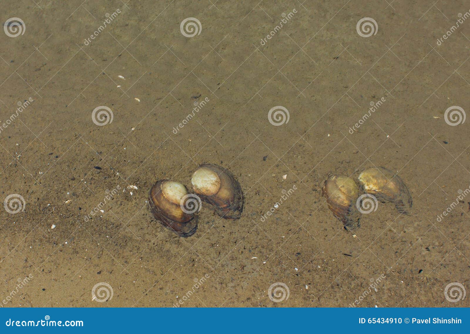 Like angels wings stock photo. Image of angels, shells - 65434910