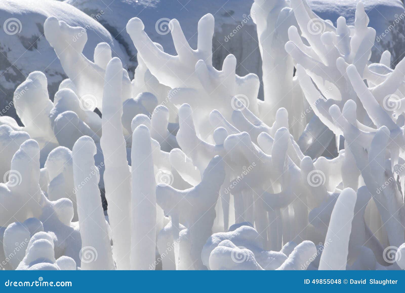 Like a cactus field of ice stock photo. Image of wintry - 49855048
