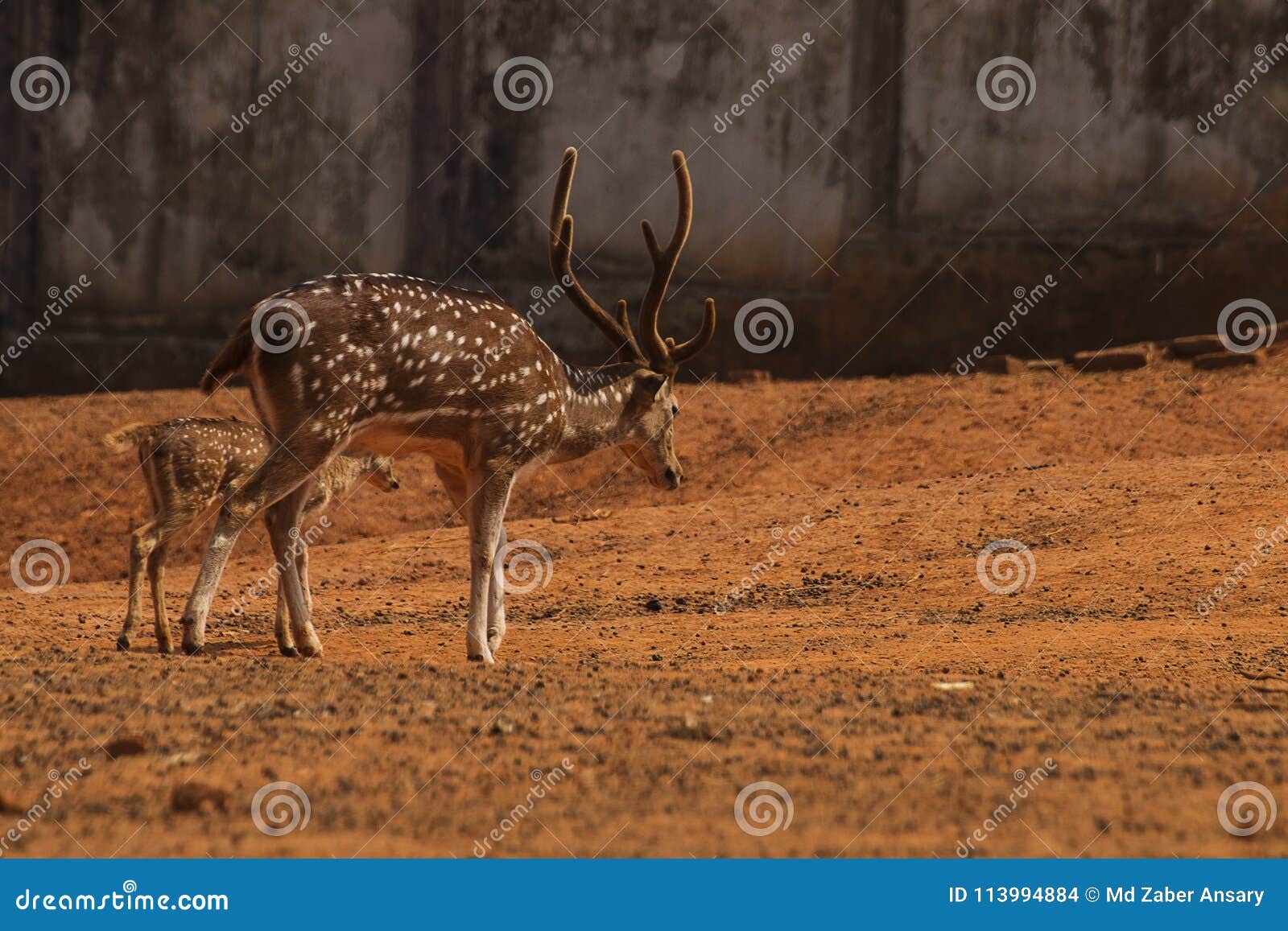 Like Father Like Son stock photo. Image of nature, spotteddeer - 113994884