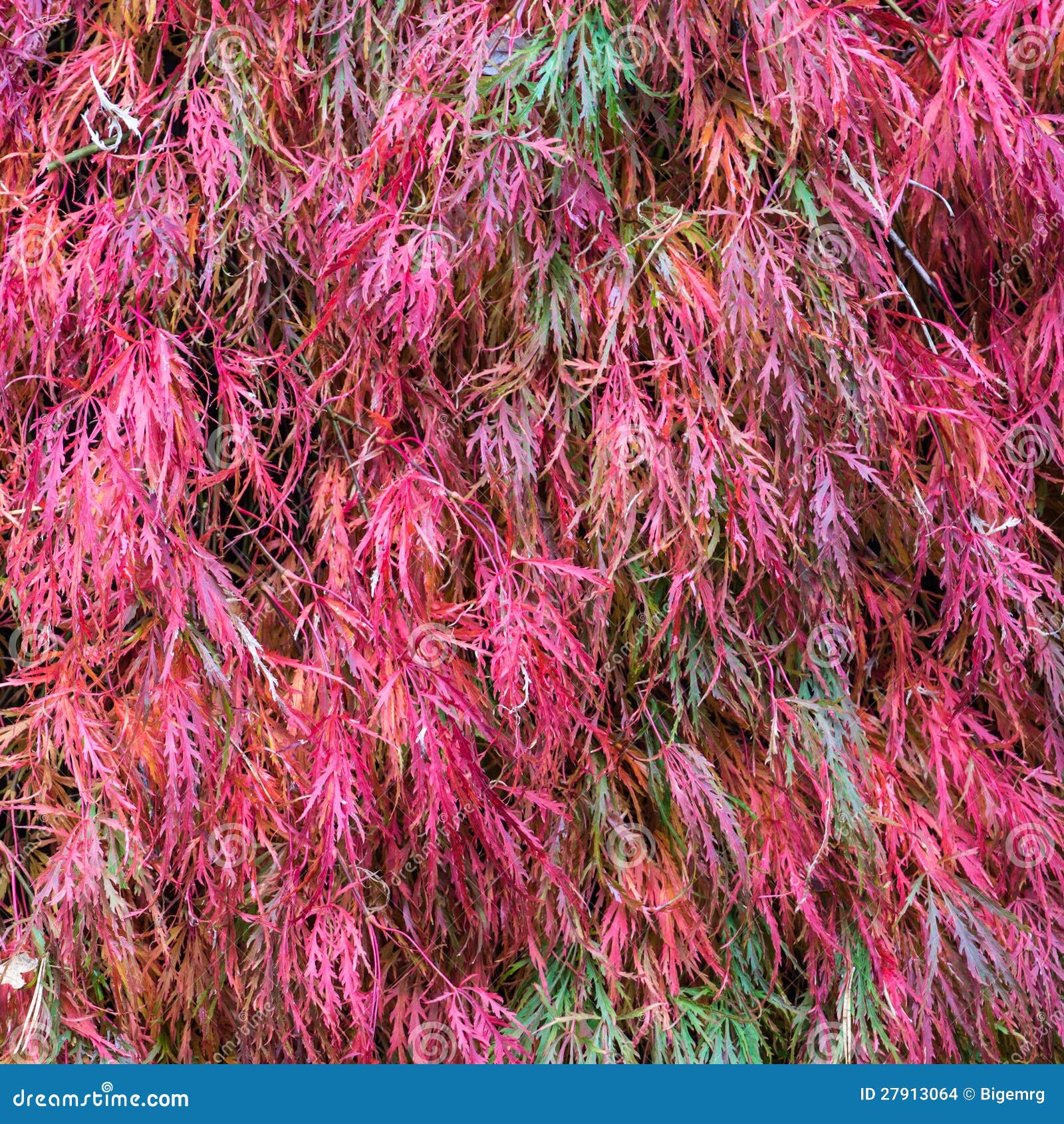 Like Feathers stock photo. Image of park, brown, autumn - 27913064