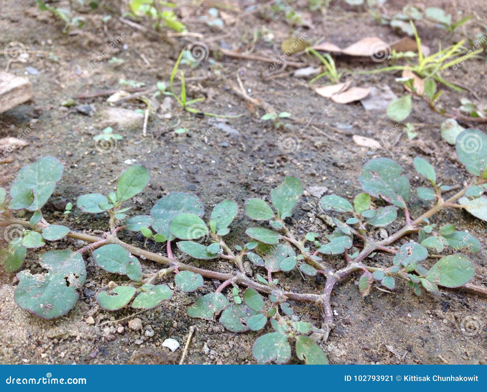 Like a grass on the ground stock image. Image of ground - 102793921