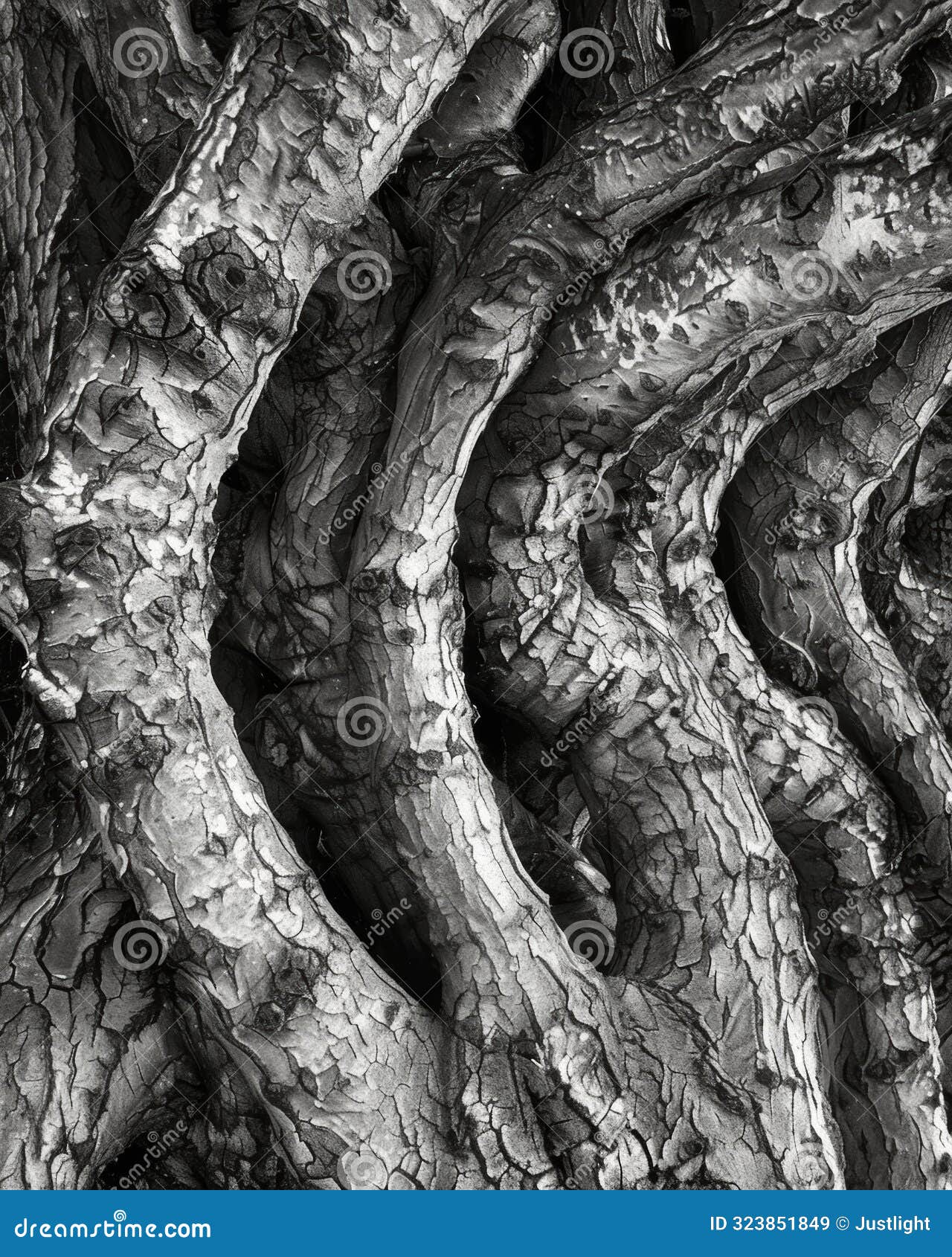 Like a Maze of Tree Trunks the Patterns Formed a Tangled and Intriguing ...