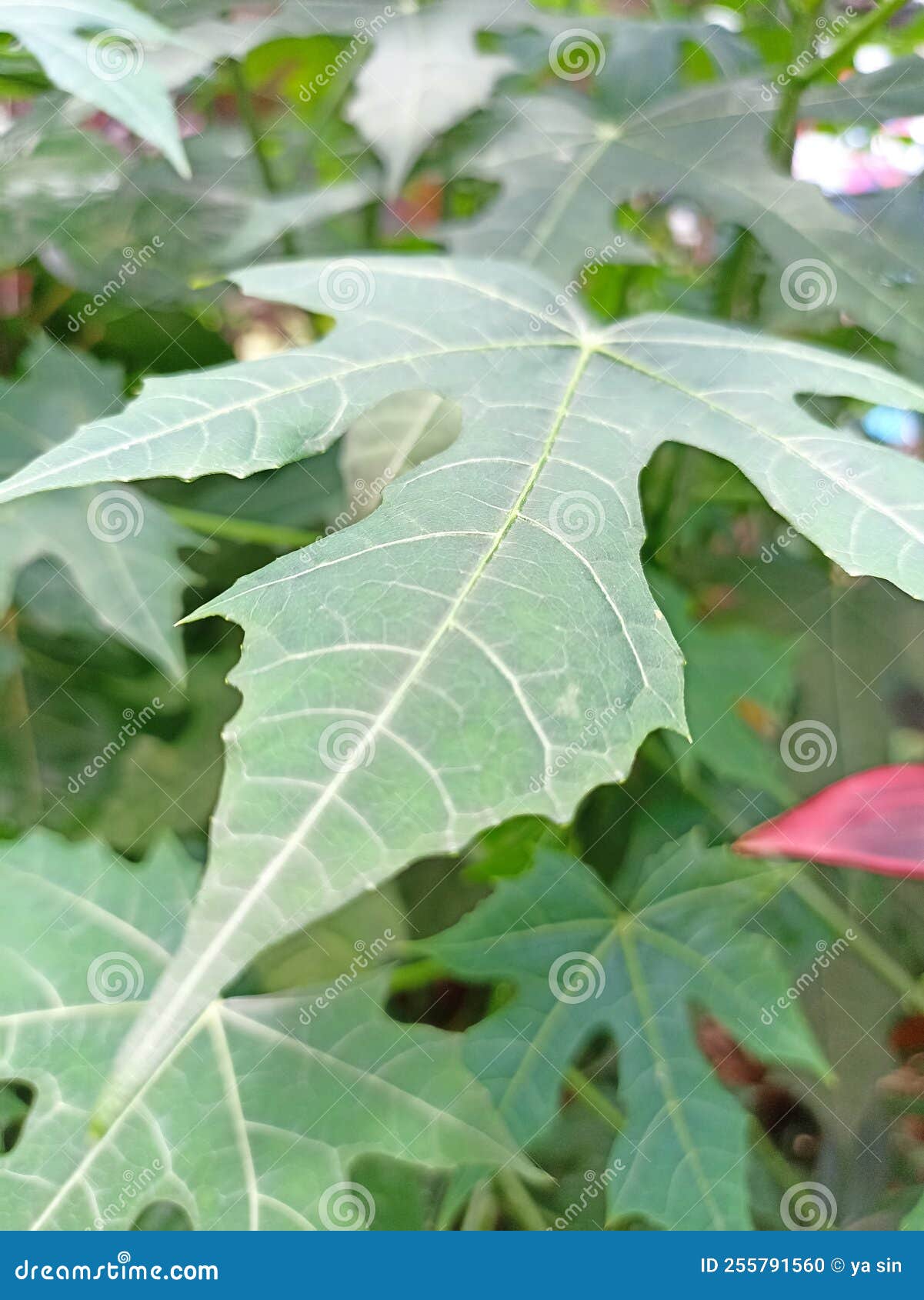 Like a Papaya Leaf with a Sharp Tip Stock Photo - Image of like, petal ...