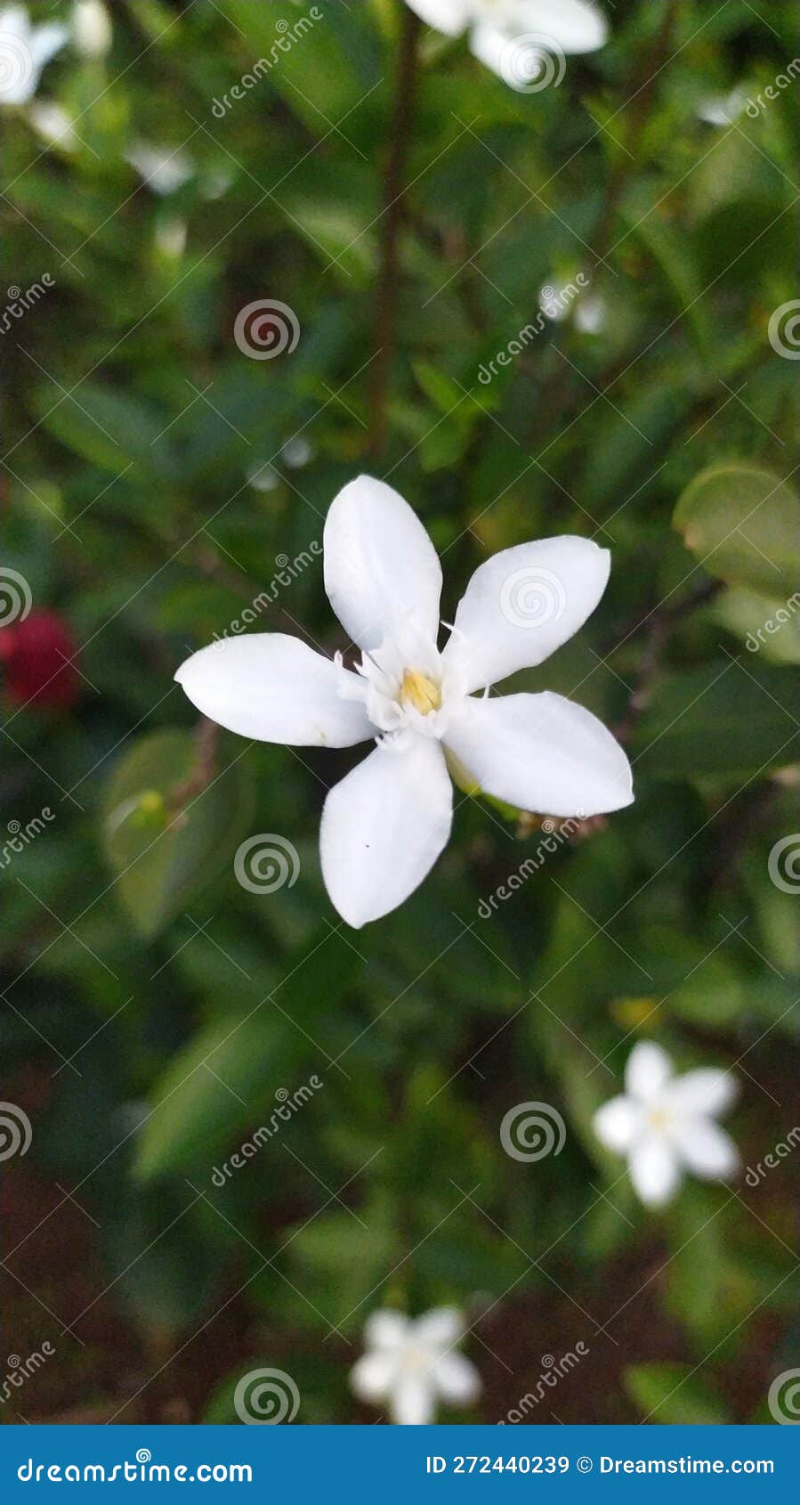 Like a Star White is Beautiful Stock Image - Image of nature, star ...