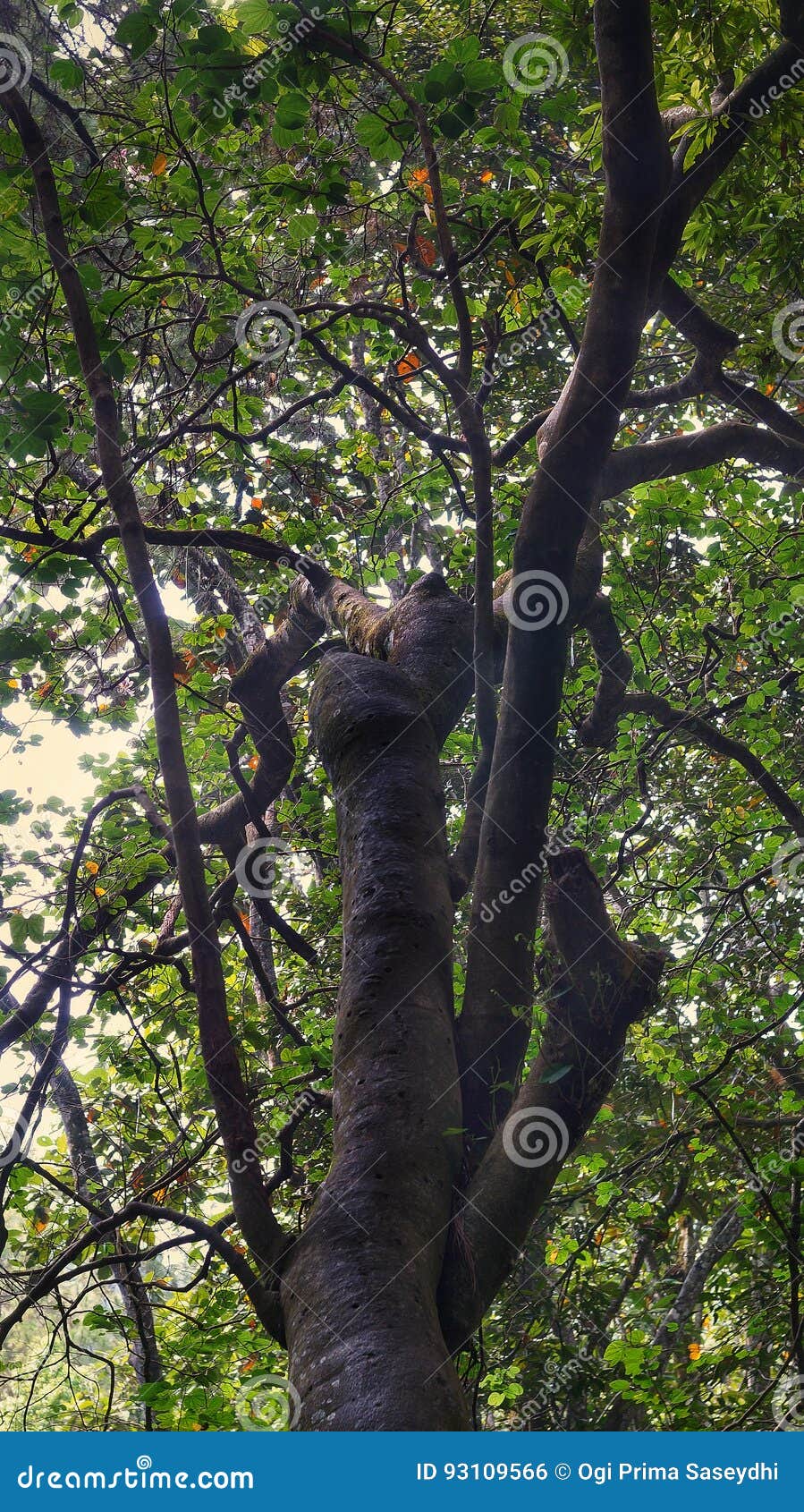 Like tarzan tree stock photo. Image of leaves, tropical - 93109566