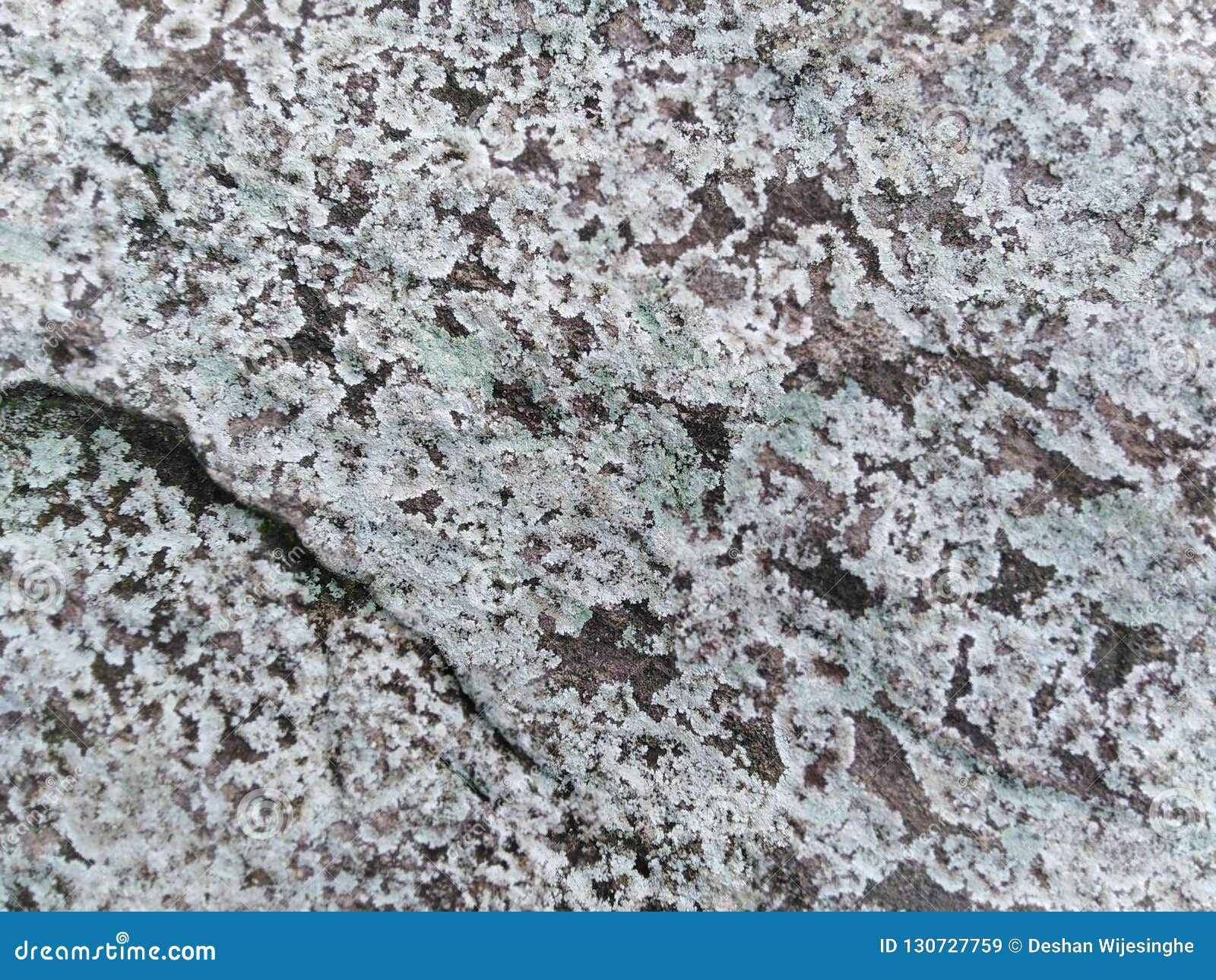 Liken Patterns on Stone , Vivid Patterns Stock Image - Image of ...