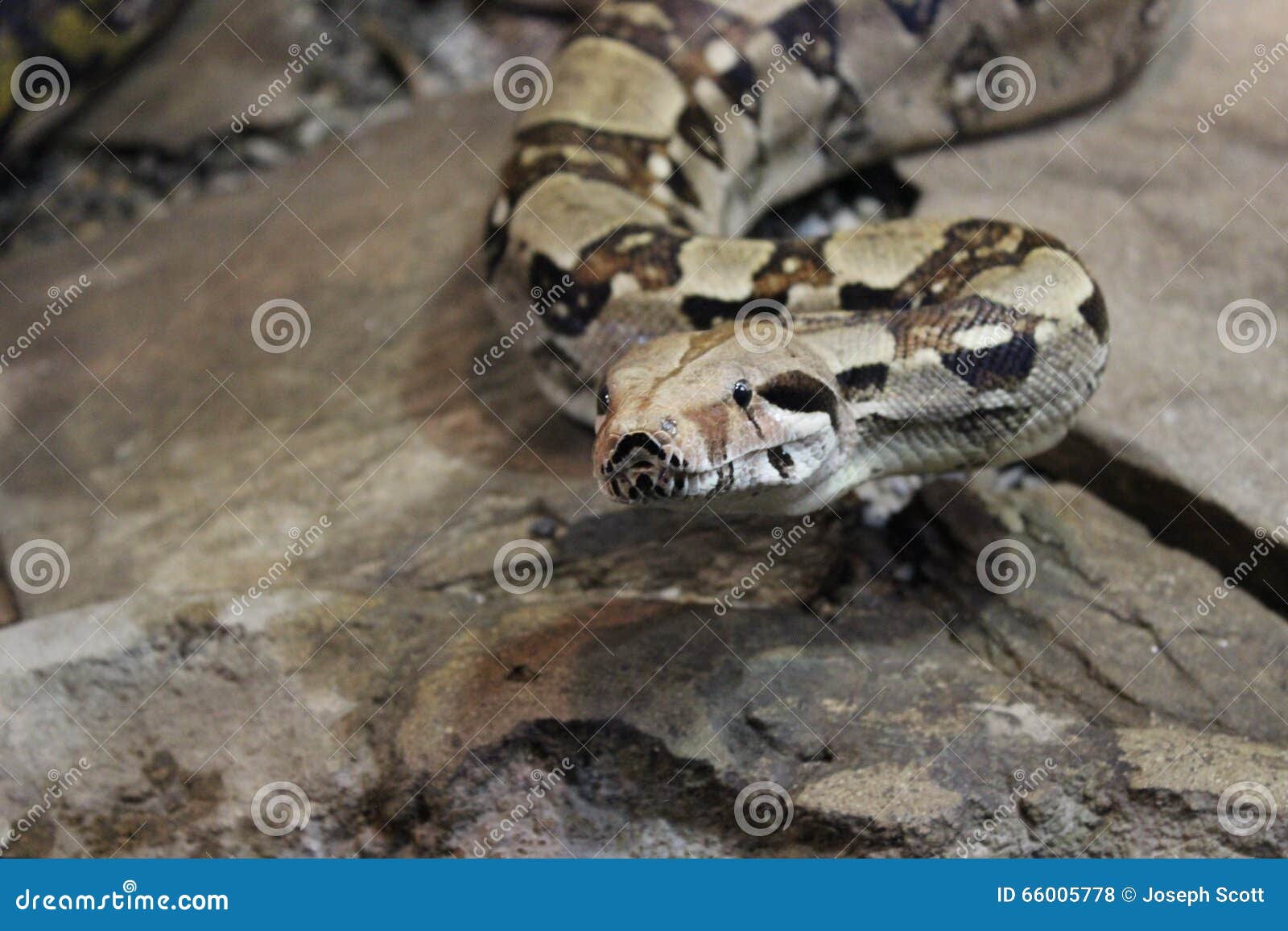 He likes to squeeze stock photo. Image of predator, slither - 66005778