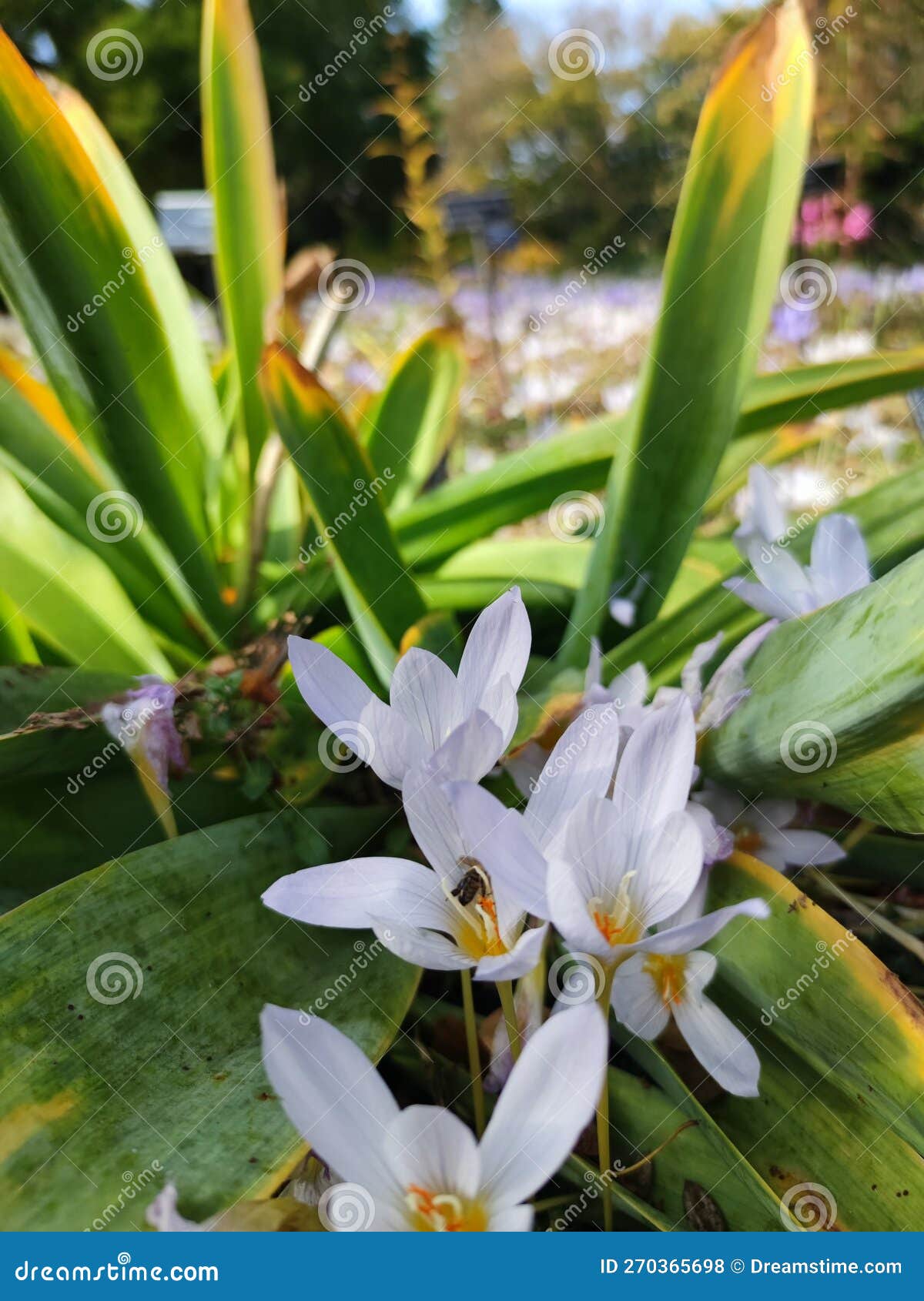 Lil bee stock photo. Image of herb, garden, produce - 270365698