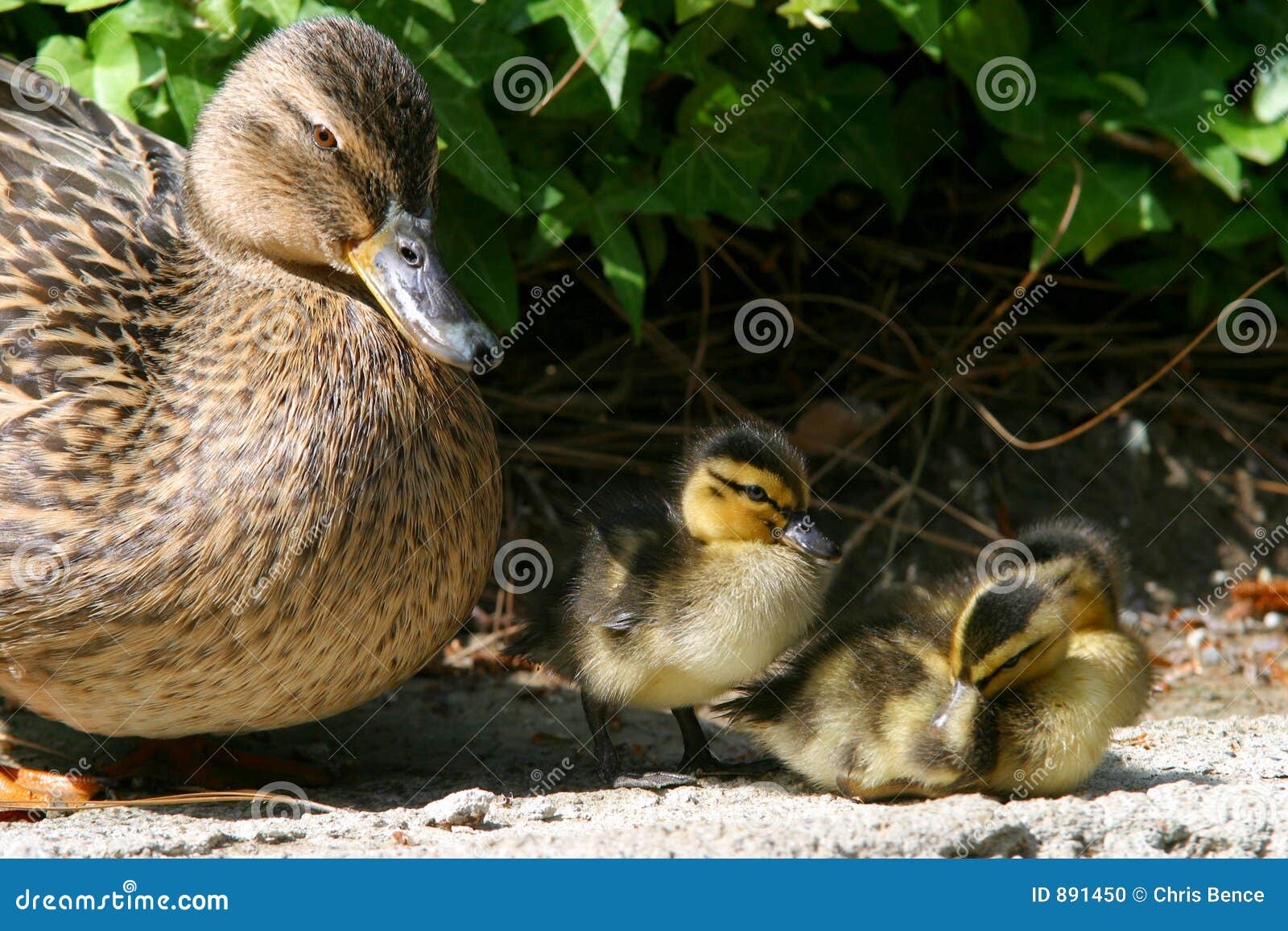Lil DUcks stock photo. Image of duckling, pond, family - 891450