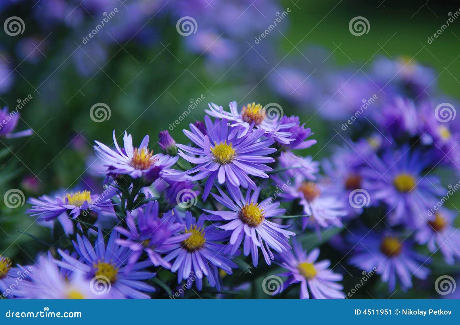 Lila Blumen Bild. Bild: 4511951