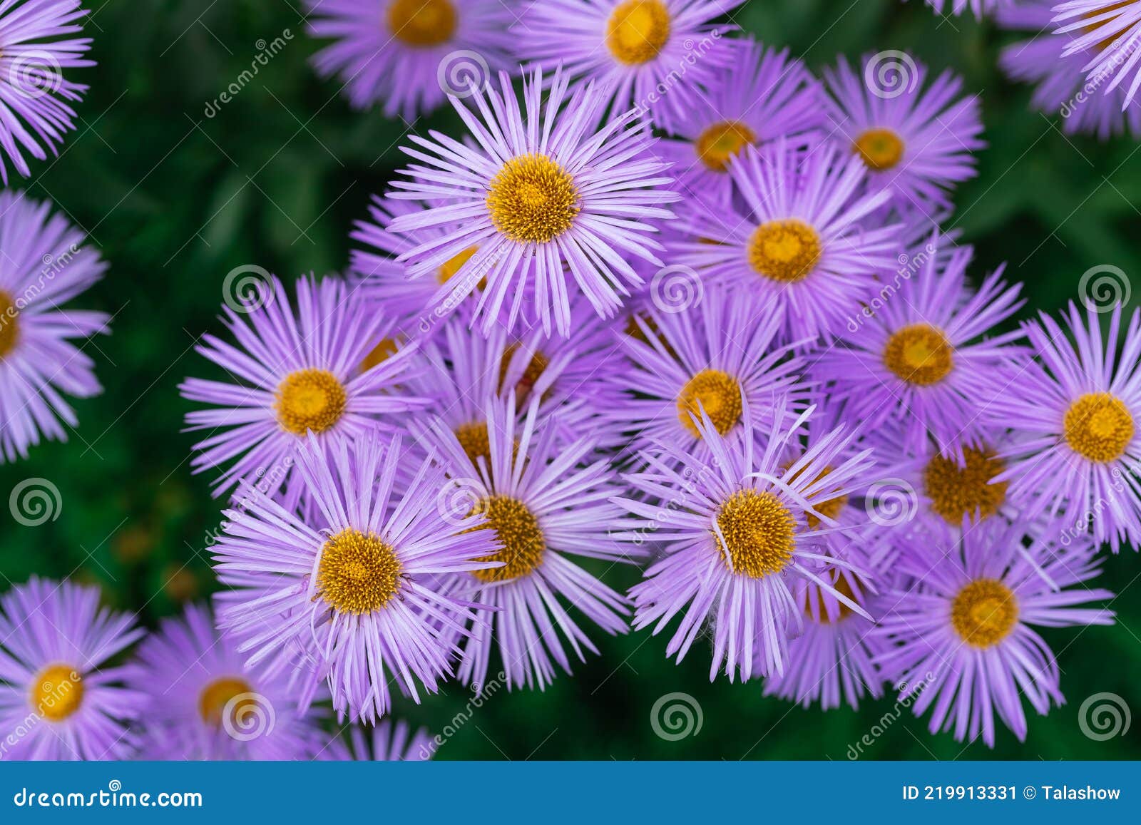 Lila Blumen im Garten stockbild. Bild von blühen, feld - 219913331