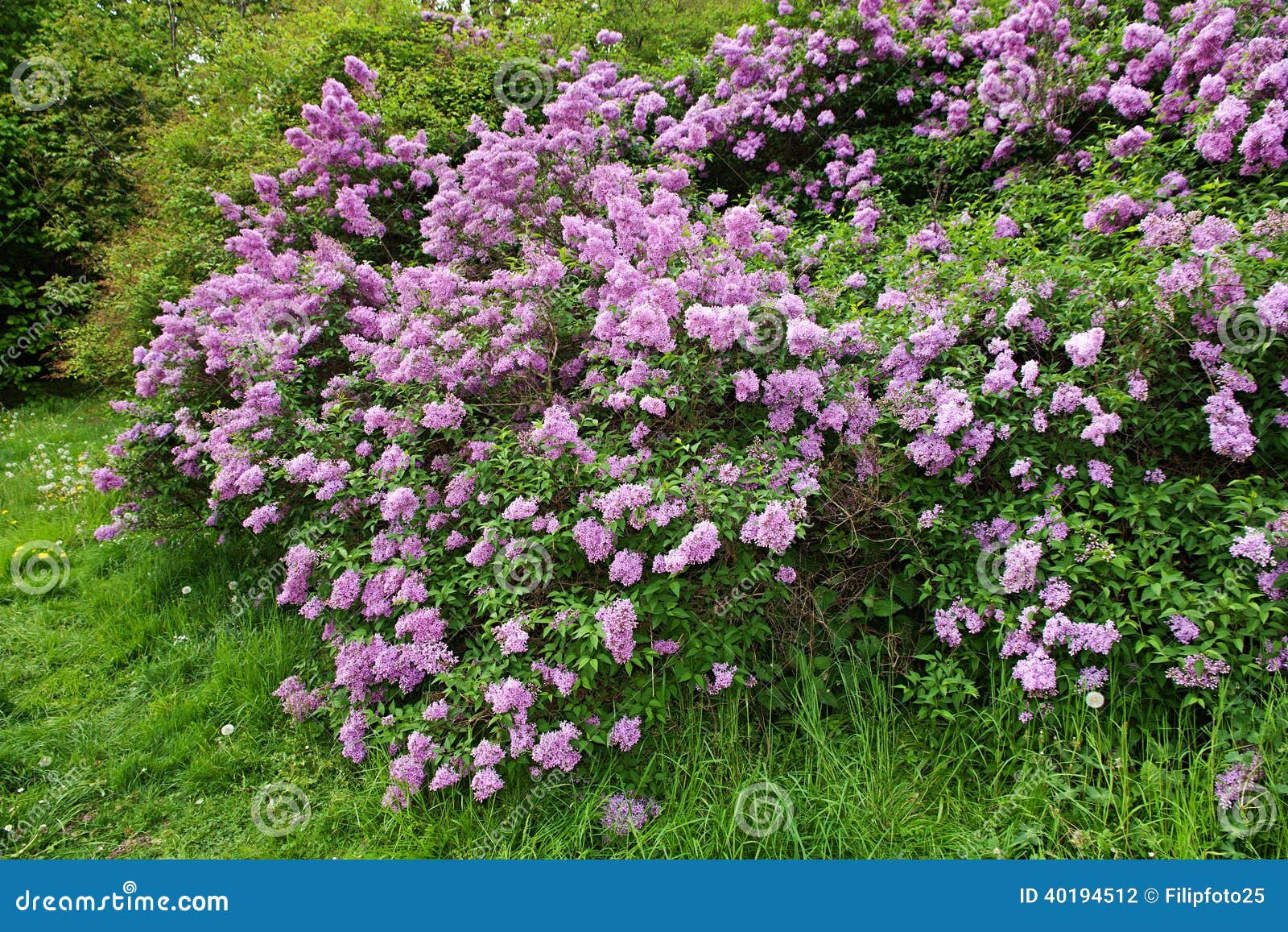 Lila buske arkivfoto. Bild av växt, för, blomma, dagsljus - 40194512