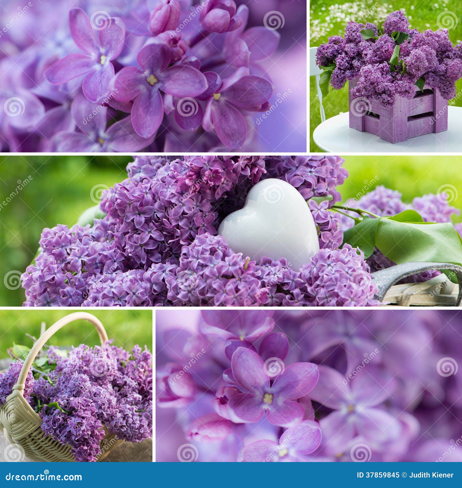 Lila Collage stockbild. Bild von exemplar, grün, hintergrund - 37859845