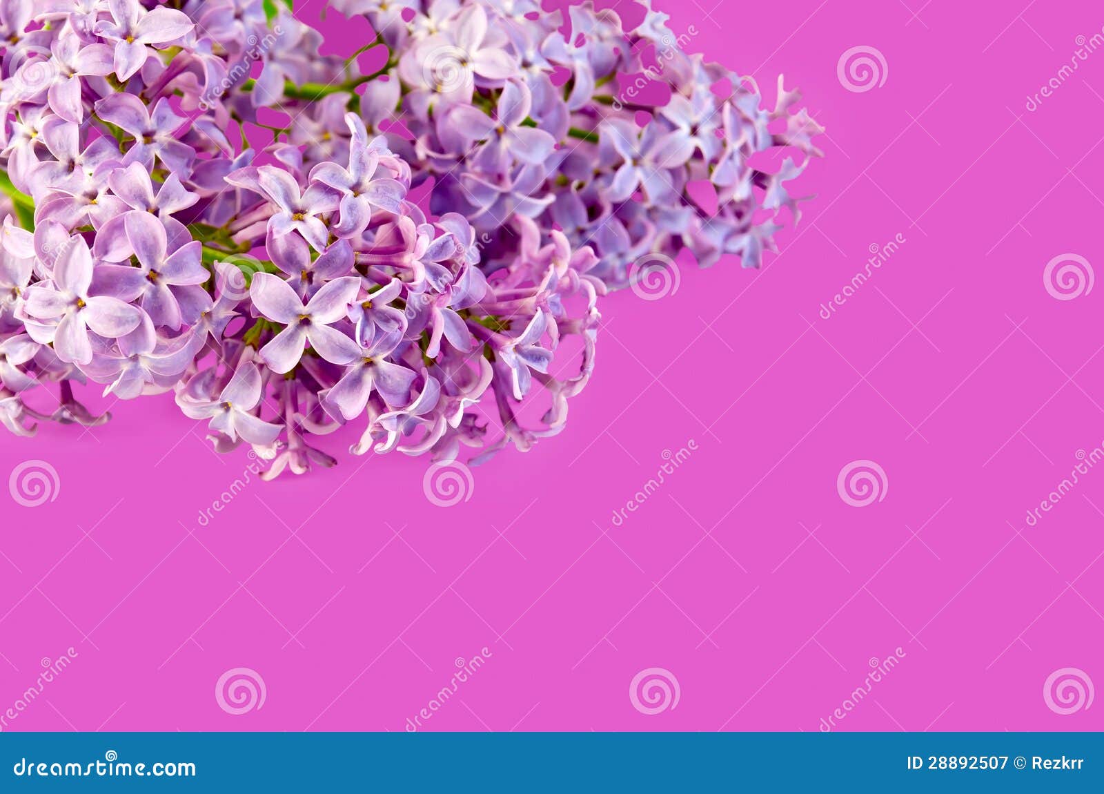 Lila en un fondo rosado imagen de archivo. Imagen de decorativo - 28892507